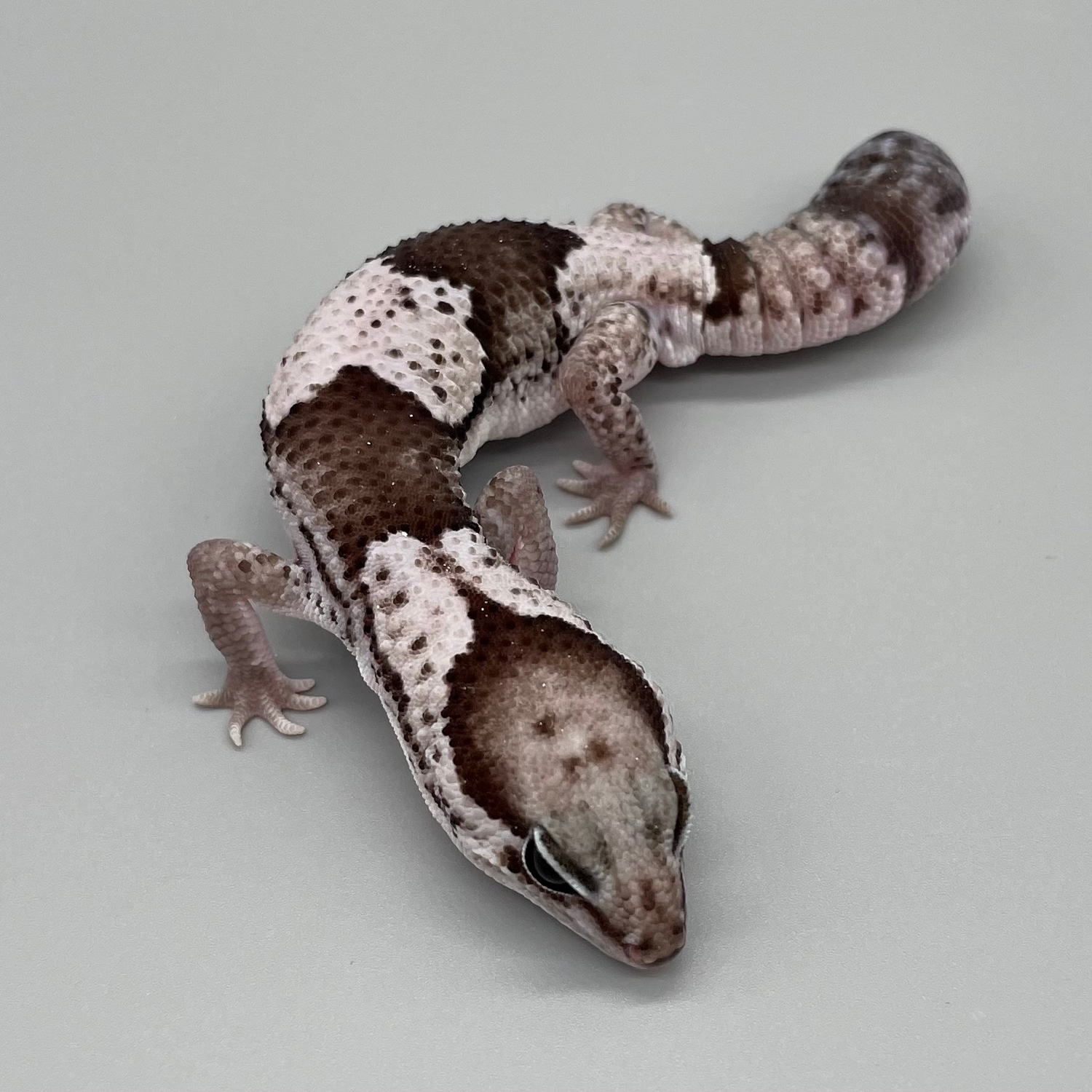 Male - Oreo African Fat-Tailed Gecko by Luna Geckos - MorphMarket