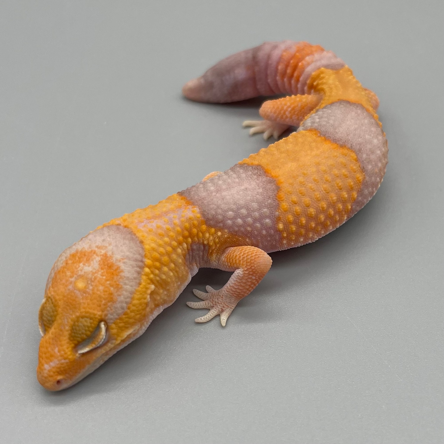 Male - Tangerine Amel African Fat-Tailed Gecko by Luna Geckos - MorphMarket