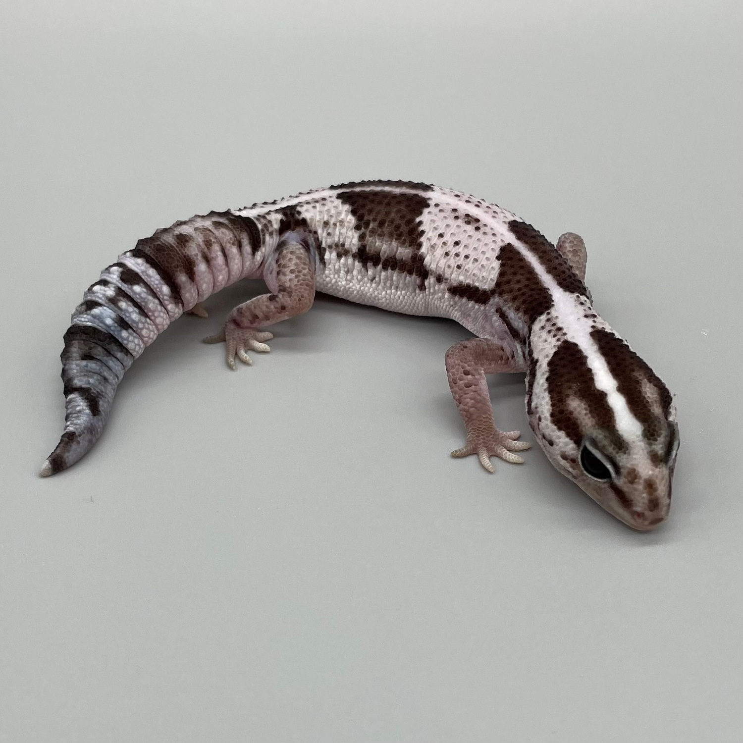 TSF - Striped Oreo African Fat-Tailed Gecko by Luna Geckos - MorphMarket