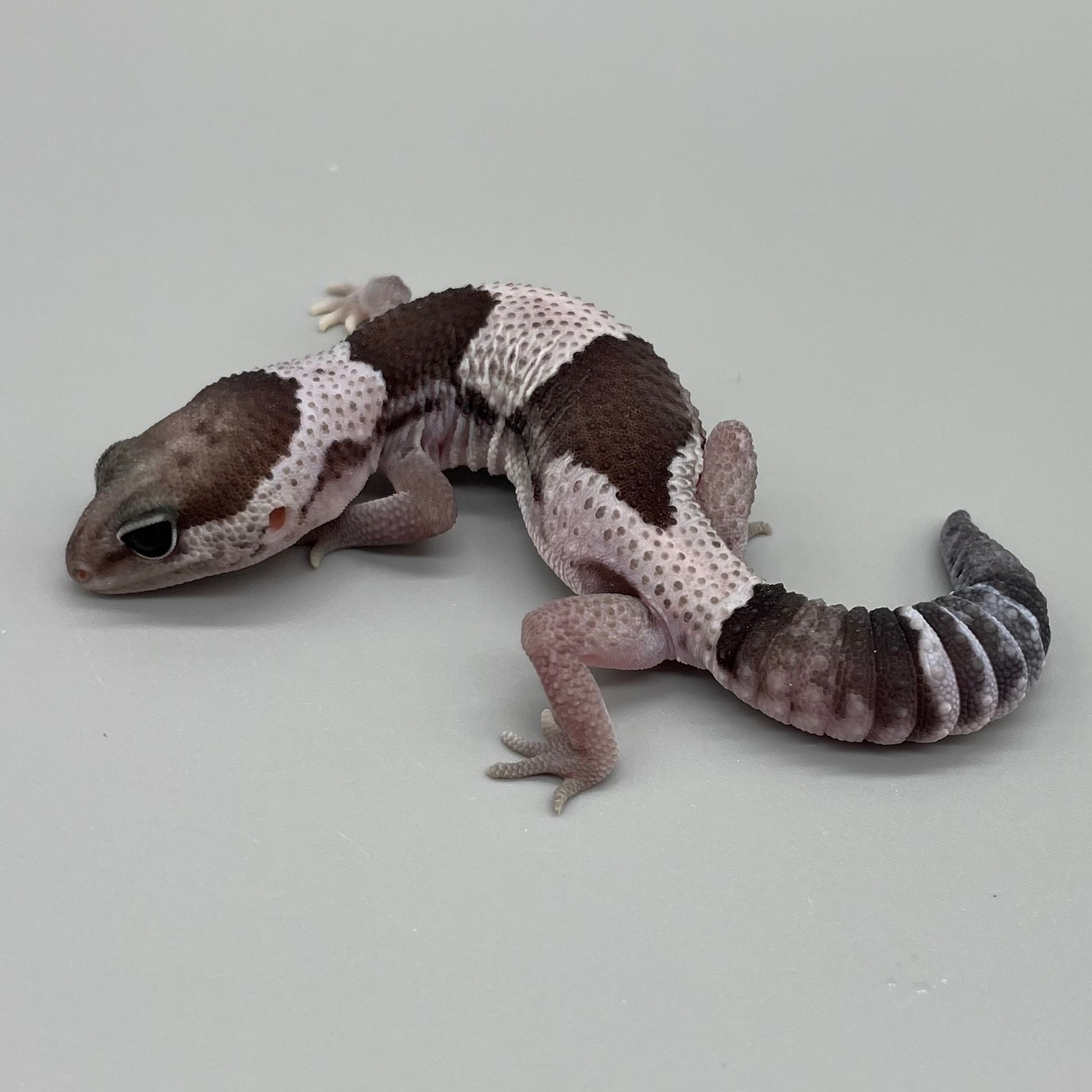 Female - Oreo African Fat-Tailed Gecko by Luna Geckos - MorphMarket