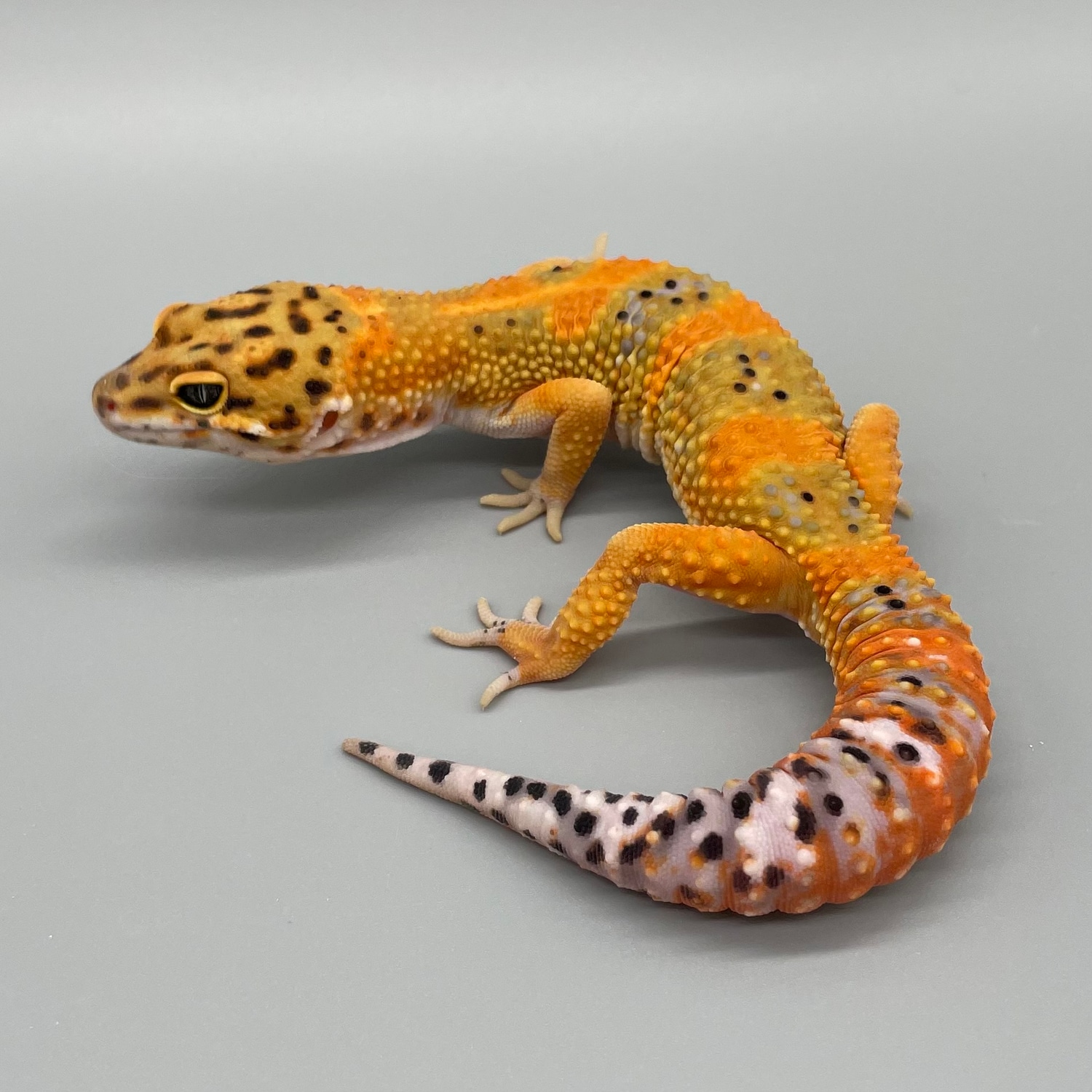 Male - Mandarin Tangerine Leopard Gecko by Luna Geckos - MorphMarket