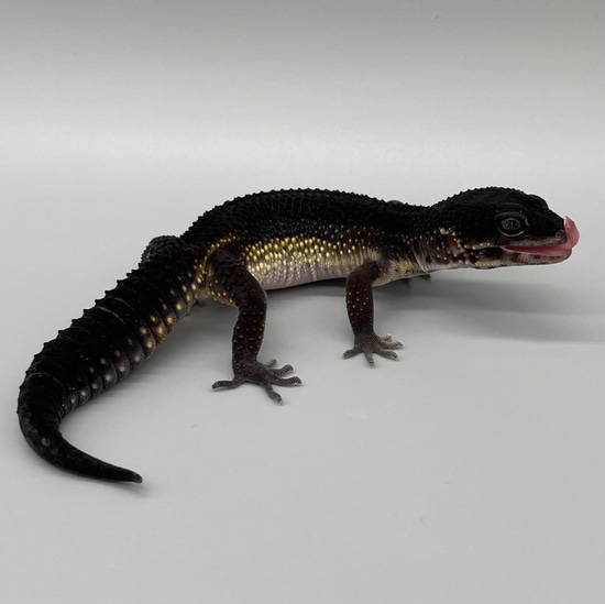 Female - Pure Black Night Leopard Gecko by Luna Geckos