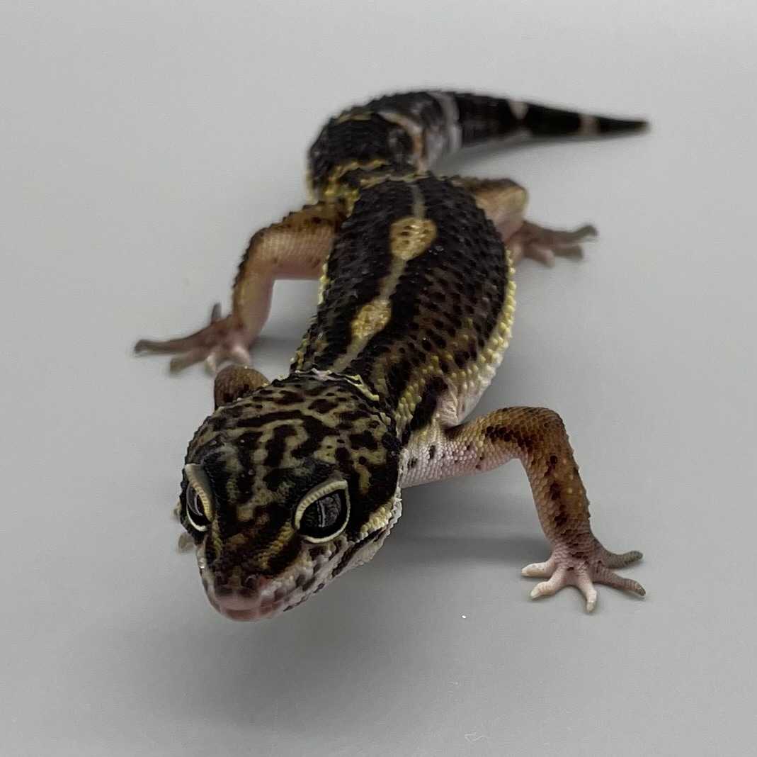 Male - Pure Black Night Leopard Gecko by Luna Geckos - MorphMarket
