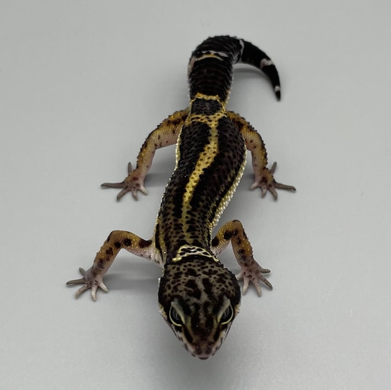 Female - Pure Black Night Leopard Gecko by Luna Geckos