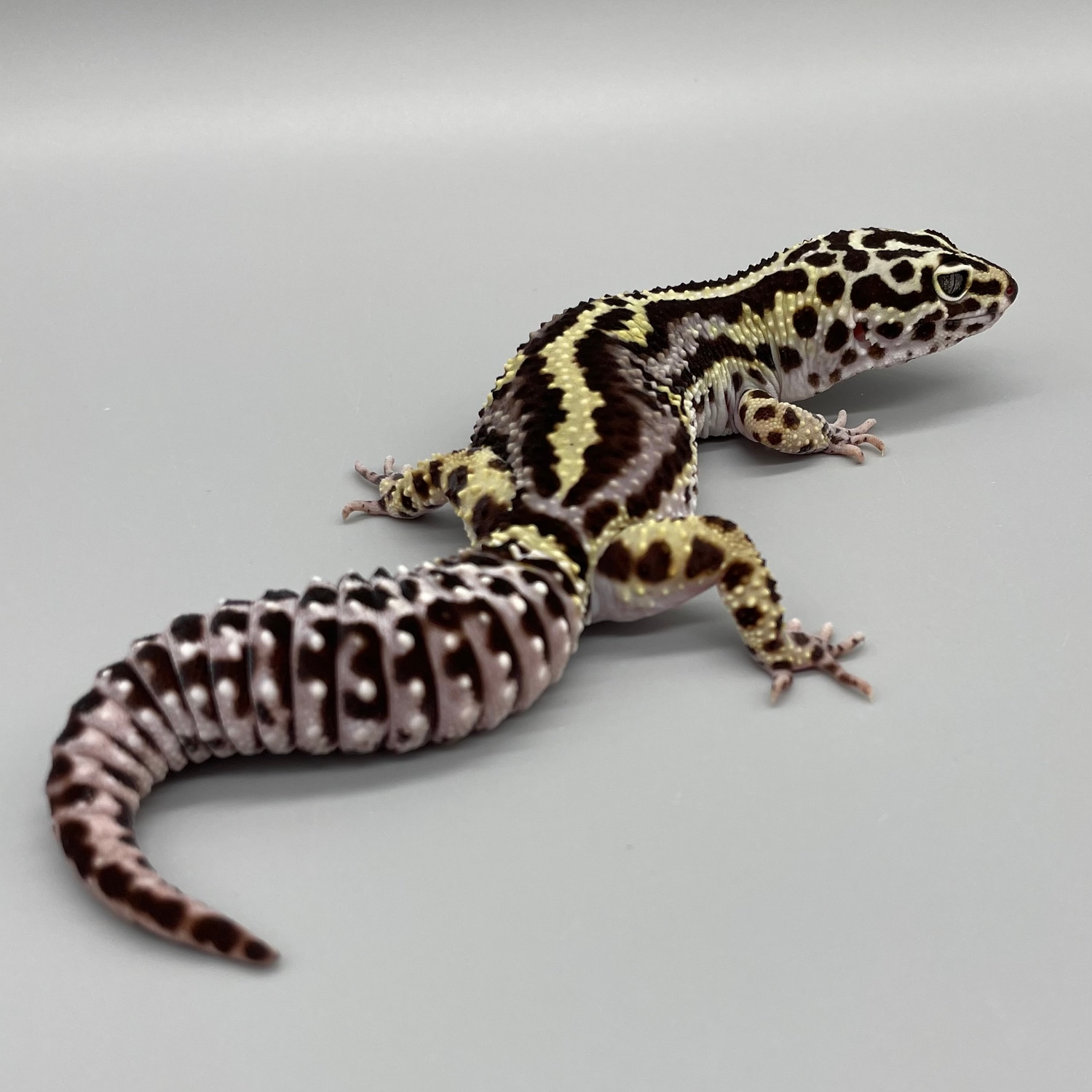 Female - Mack Snow Lavender Bold Leopard Gecko by Luna Geckos - MorphMarket