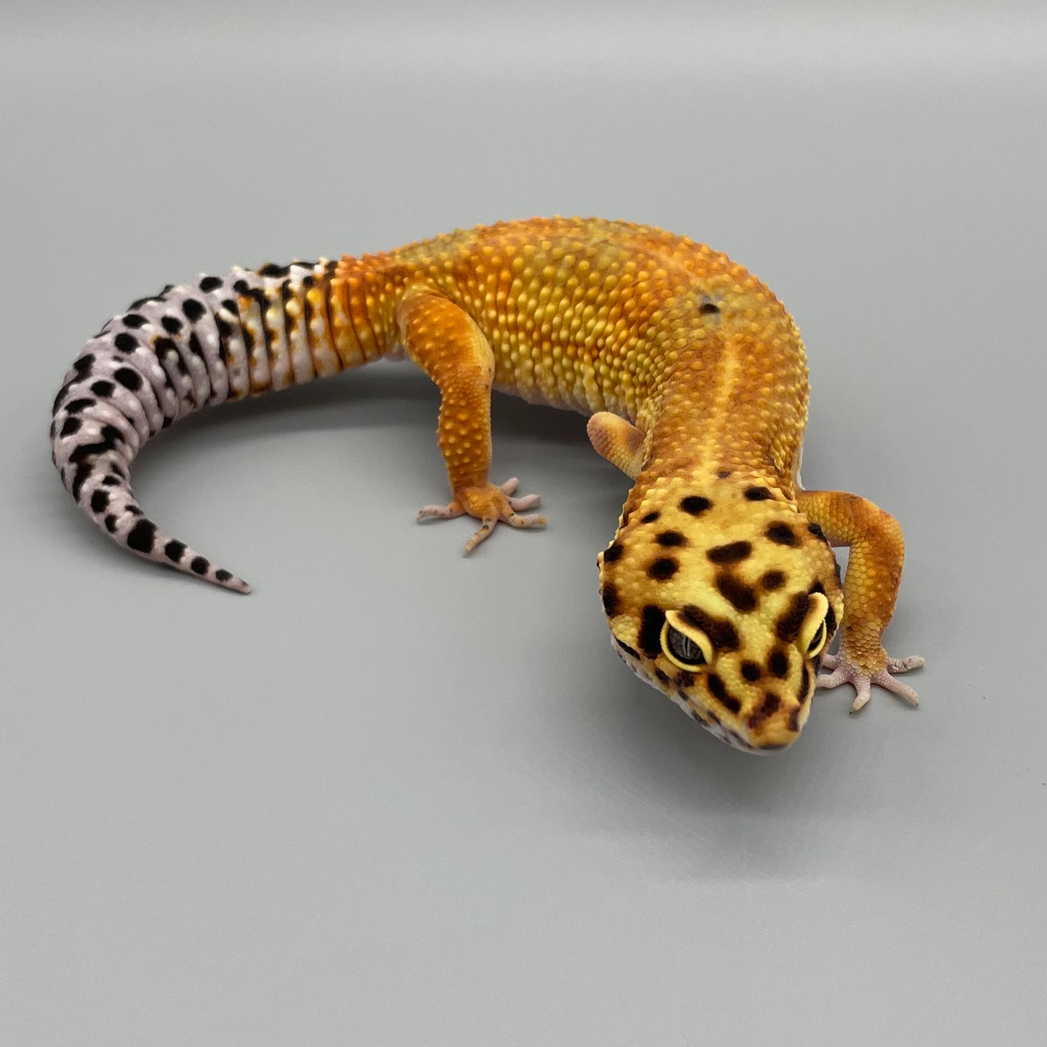 Female - Mandarin Emerine Leopard Gecko by Luna Geckos - MorphMarket