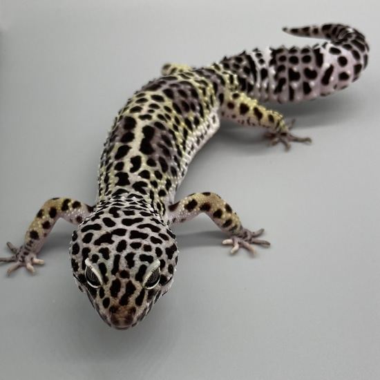 Female - Gem Snow Black Night Leopard Gecko by Luna Geckos