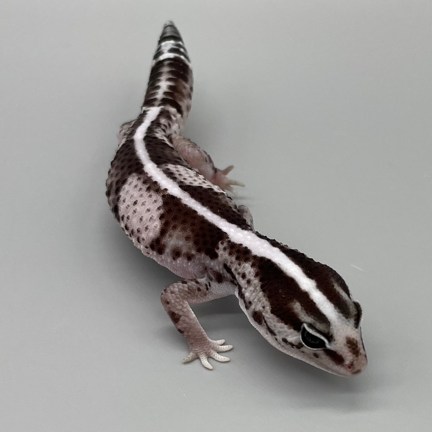 Male - Striped Oreo African Fat-Tailed Gecko by Luna Geckos - MorphMarket