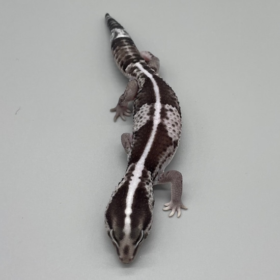 Striped Oreo African Fat-Tailed Gecko by Luna Geckos