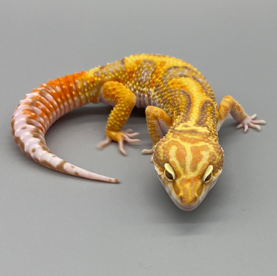 Male - Rainwater Albino Leopard Gecko by Luna Geckos