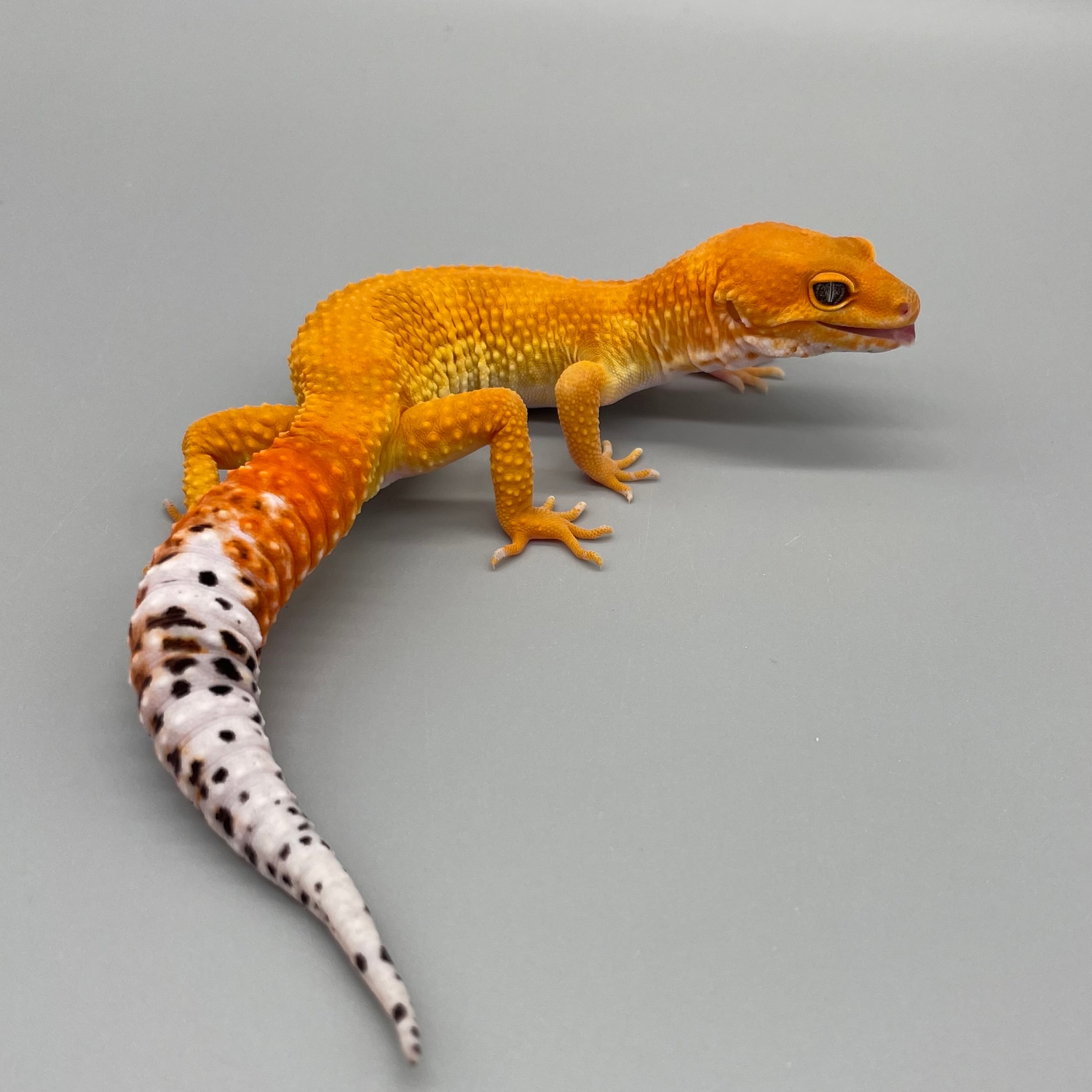 Male - Mandarin Tornado Leopard Gecko by Luna Geckos - MorphMarket