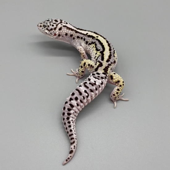 Male - Mack Snow Bold Leopard Gecko by Luna Geckos