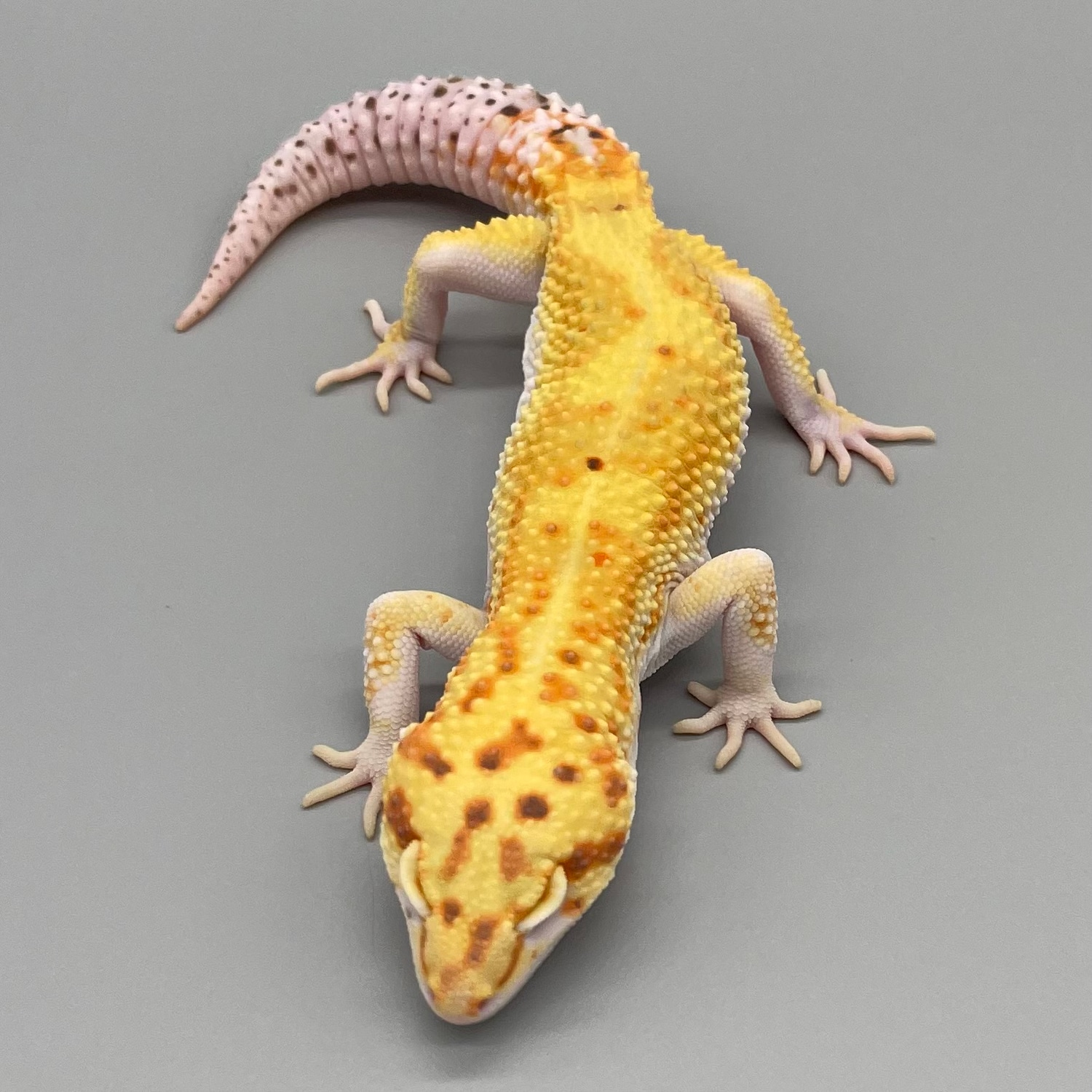 Male - RADAR Leopard Gecko by Luna Geckos - MorphMarket