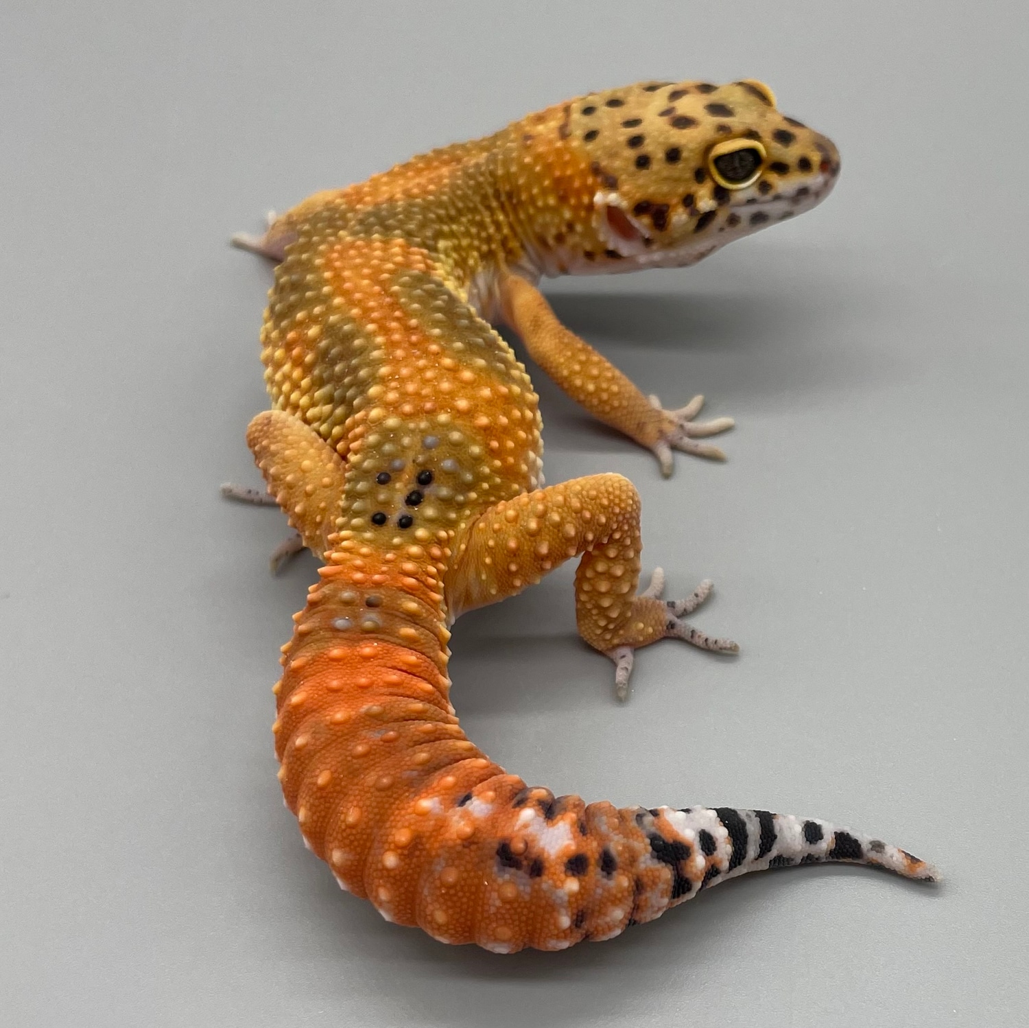 Female - Mandarin Tangerine Leopard Gecko by Luna Geckos - MorphMarket