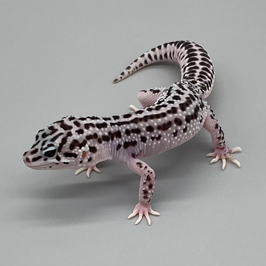 Male - Lavender Bold Super Snow Leopard Gecko by Luna Geckos