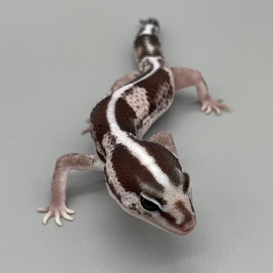 Male - Striped Oreo African Fat-Tailed Gecko by Luna Geckos