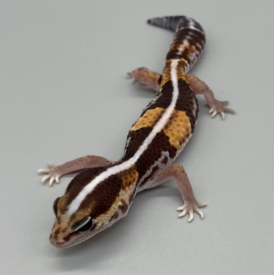 TSM - Striped Wild Type African Fat-Tailed Gecko by Luna Geckos