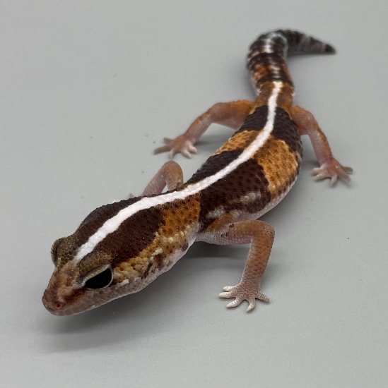 Male - Striped Wild Type African Fat-Tailed Gecko by Luna Geckos