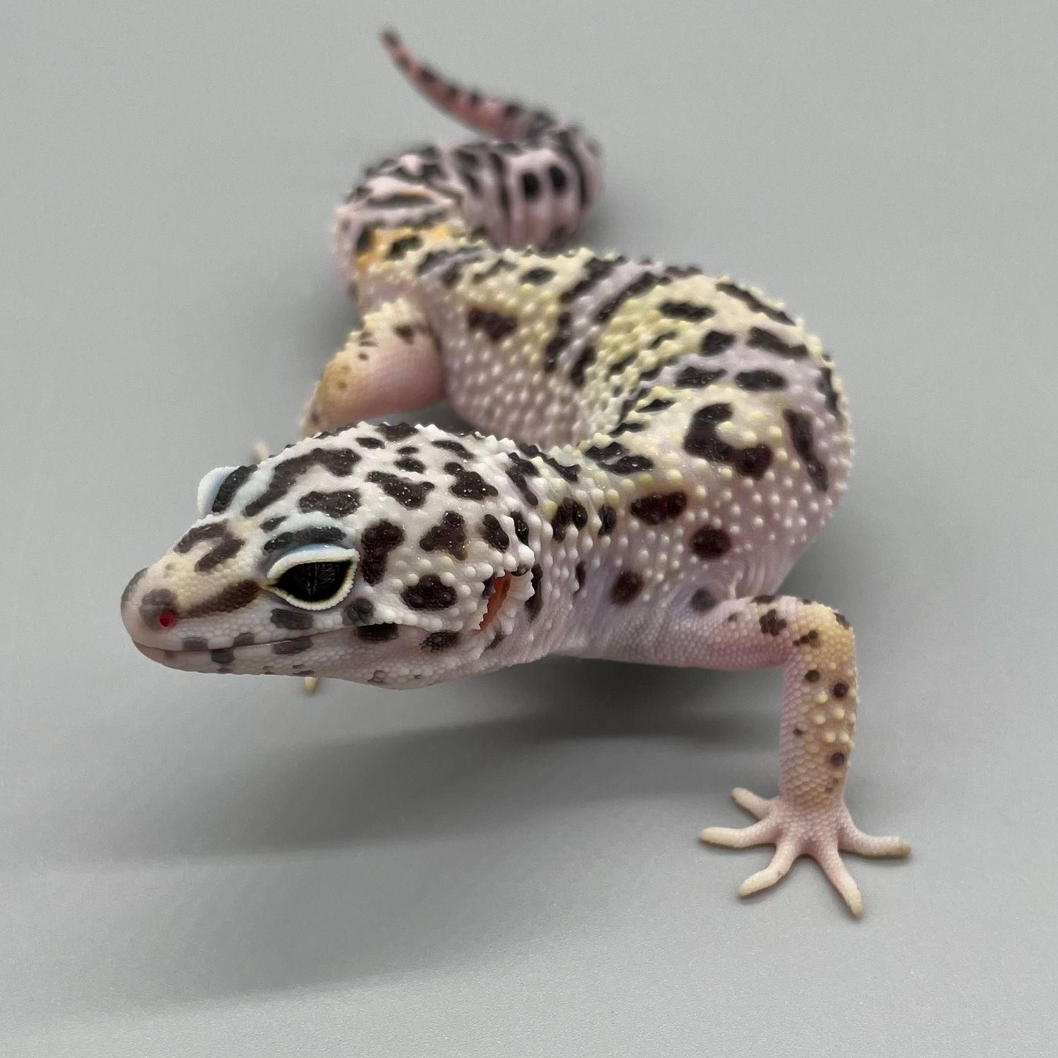 Female - Turcmenicus Leopard Gecko by Luna Geckos - MorphMarket