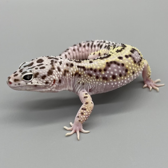 Male - Mack Snow Bold Leopard Gecko by Luna Geckos