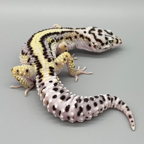 Female - Lavender Bold Mack Snow Leopard Gecko by Luna Geckos
