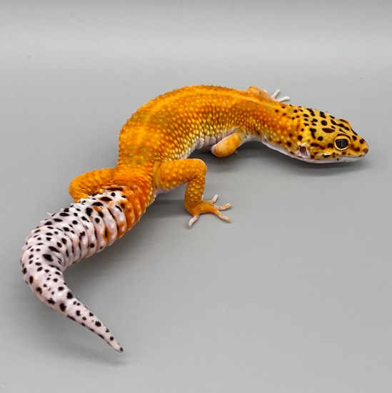 Male - Mandarin Tornado Leopard Gecko by Luna Geckos