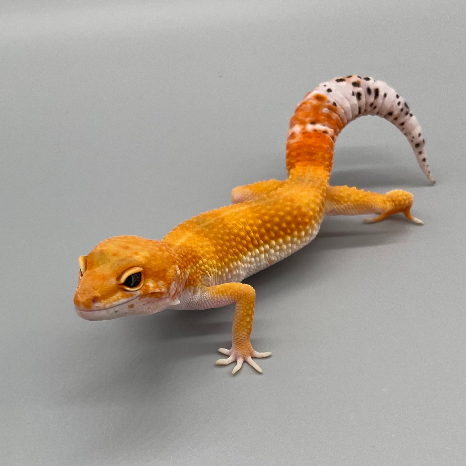 Female - Mandarin Tornado Leopard Gecko by Luna Geckos - MorphMarket