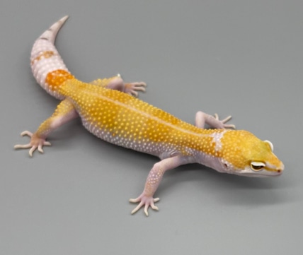 Female - Turcmenicus Leopard Gecko by Luna Geckos - MorphMarket