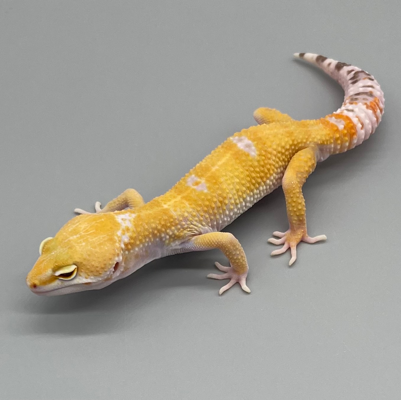Male - Sunglow Leopard Gecko by Luna Geckos - MorphMarket