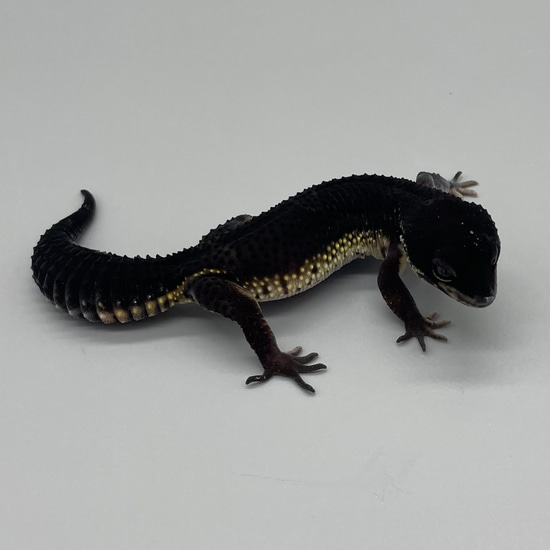 Female - Pure Black Night Leopard Gecko by Luna Geckos