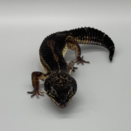 Female - Pure Black Night Leopard Gecko by Luna Geckos