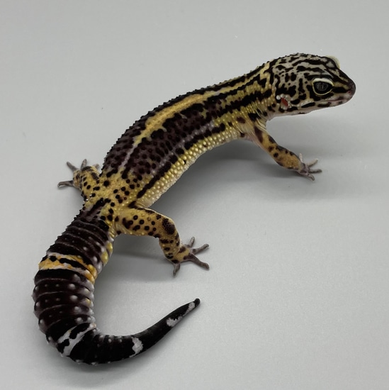 Female - Pure Black Night Leopard Gecko by Luna Geckos