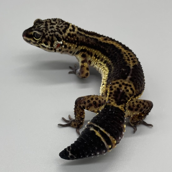 Female - Pure Black Night Leopard Gecko by Luna Geckos