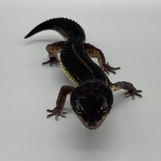 Female - Pure Black Night Leopard Gecko by Luna Geckos