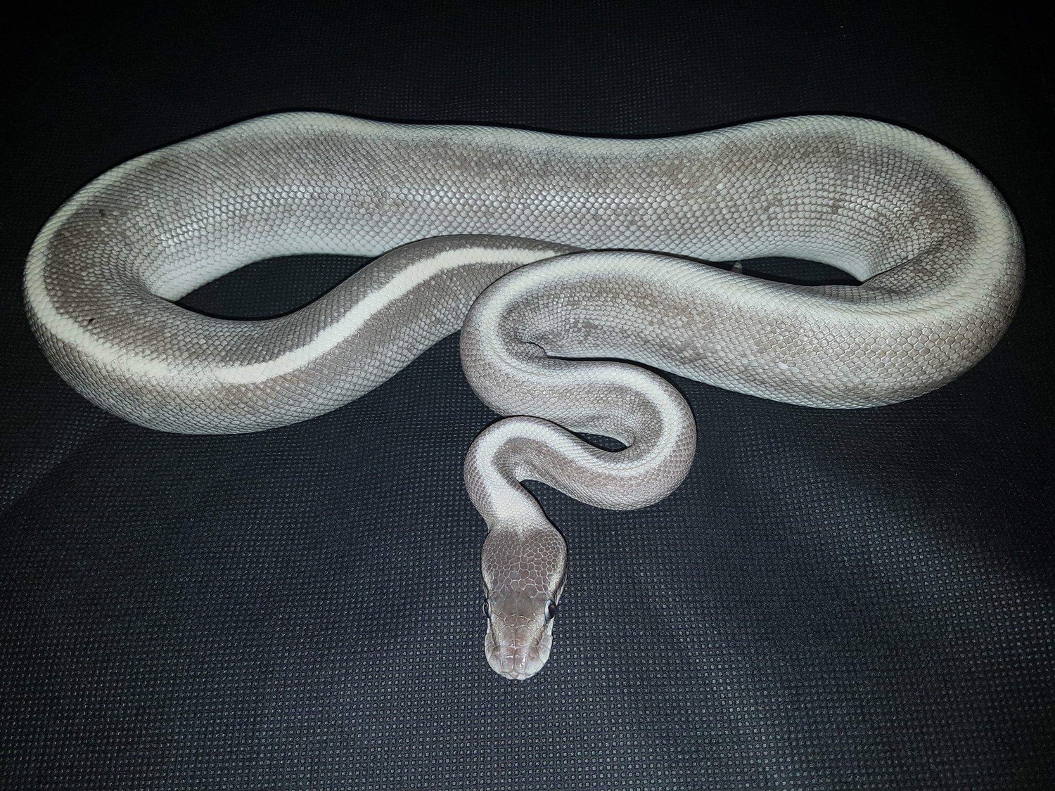 GHI Purple Passion Ball Python by LunaMorphs - MorphMarket