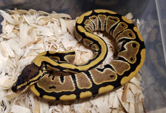 Circus Het Clown Ball Python by LunaMorphs