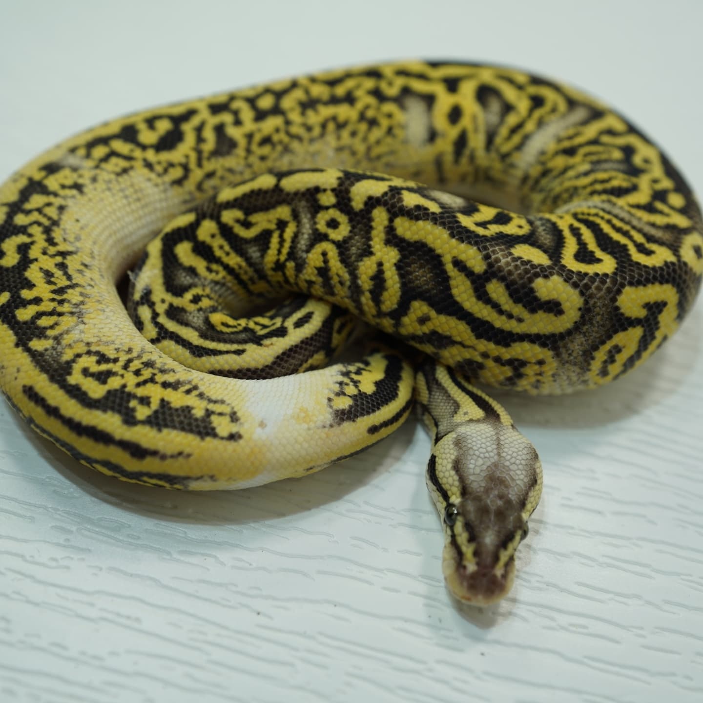 Super Pastel Leopard Mystic HGW YB 50% Het Clown Pos Het Pied Ball ...