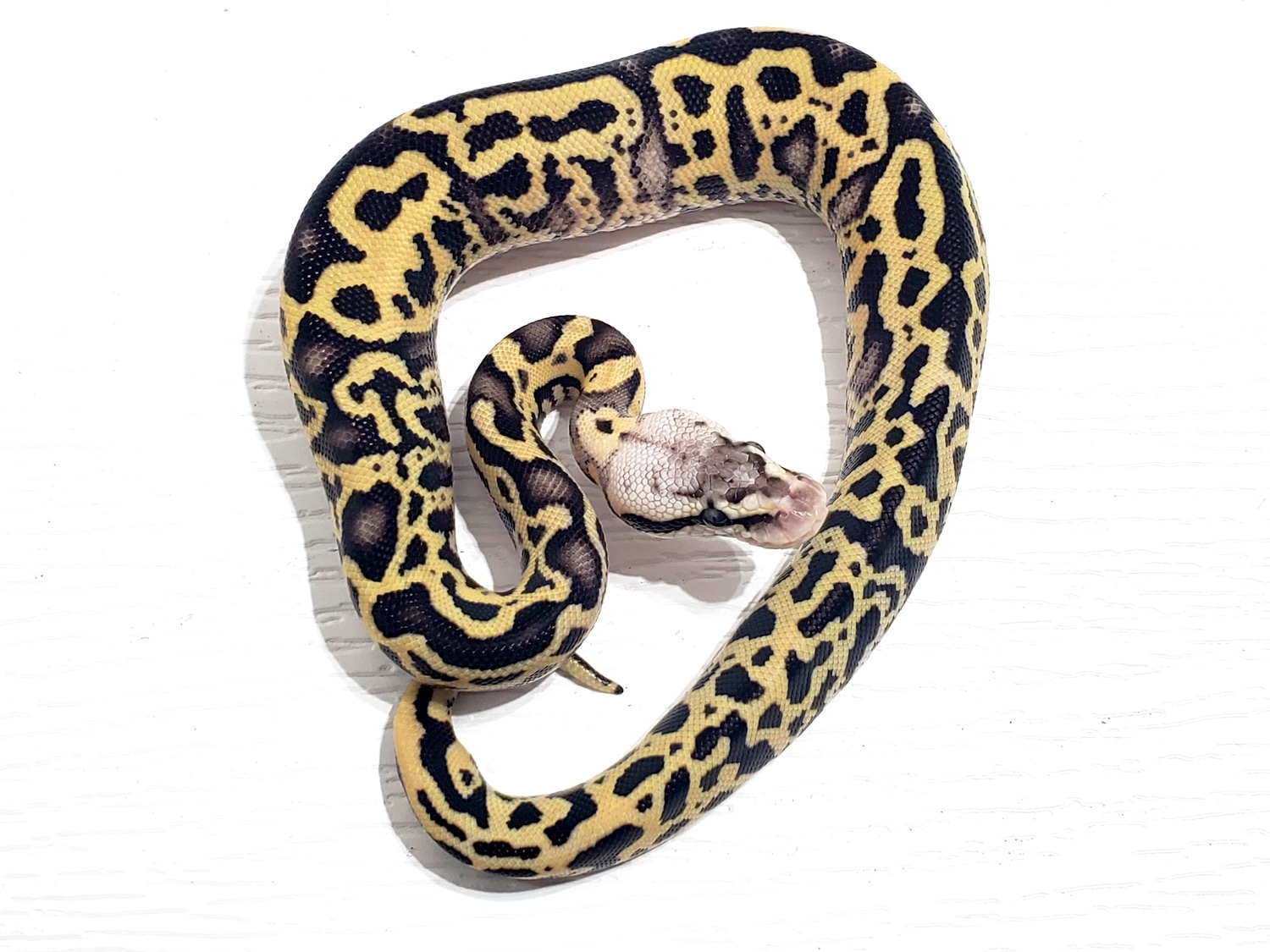 Superfly Leopard Spotnose 66% Het Clown Ball Python by Cool Moms Snake ...