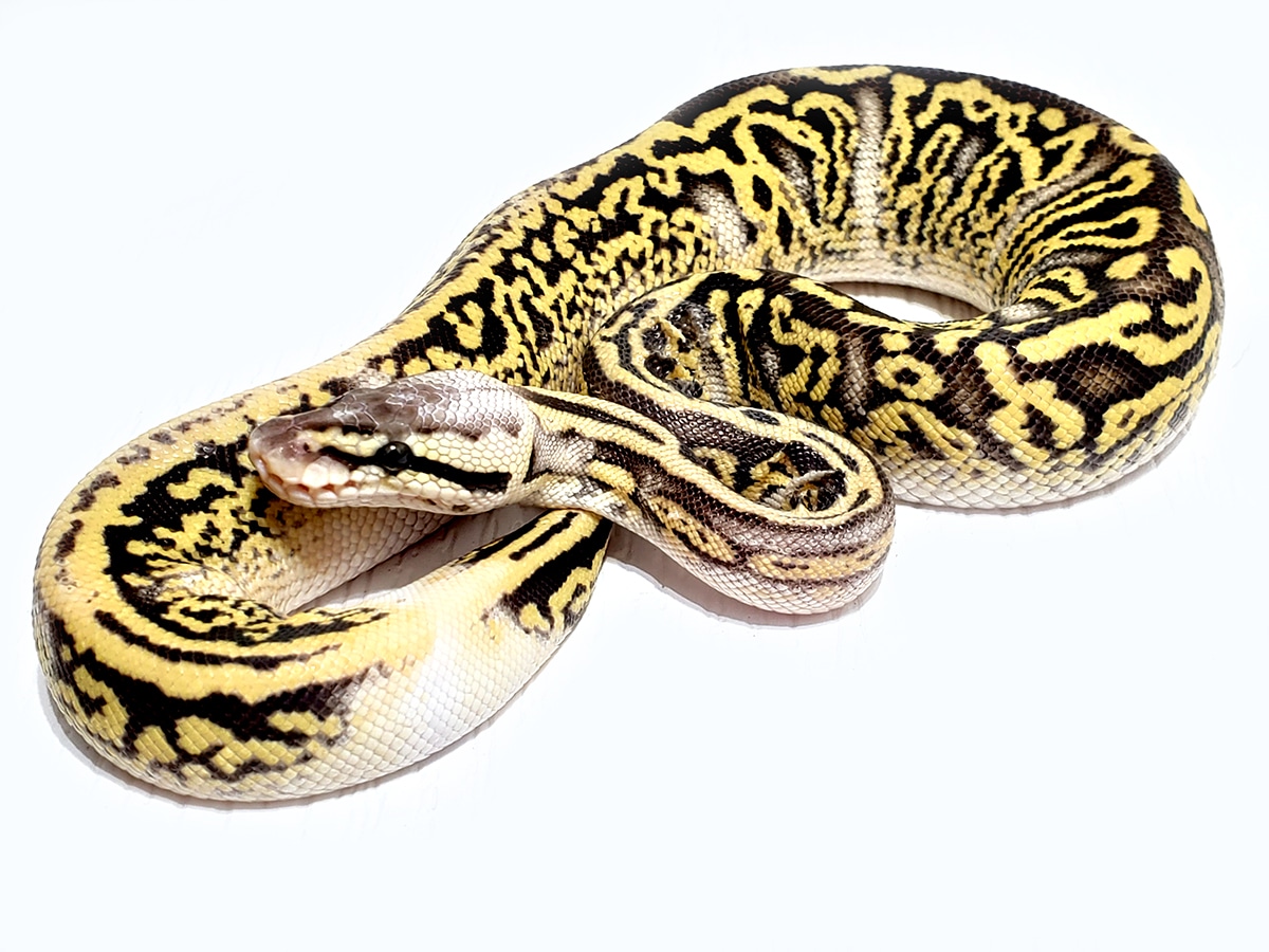 Super Pastel Leopard Mystic HGW YB 50% Het Clown Pos Het Pied Ball ...