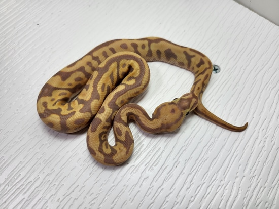 Spotnose Orange Dream Banana Leopard Pos Pastel 66% Het Clown Pos Het ...