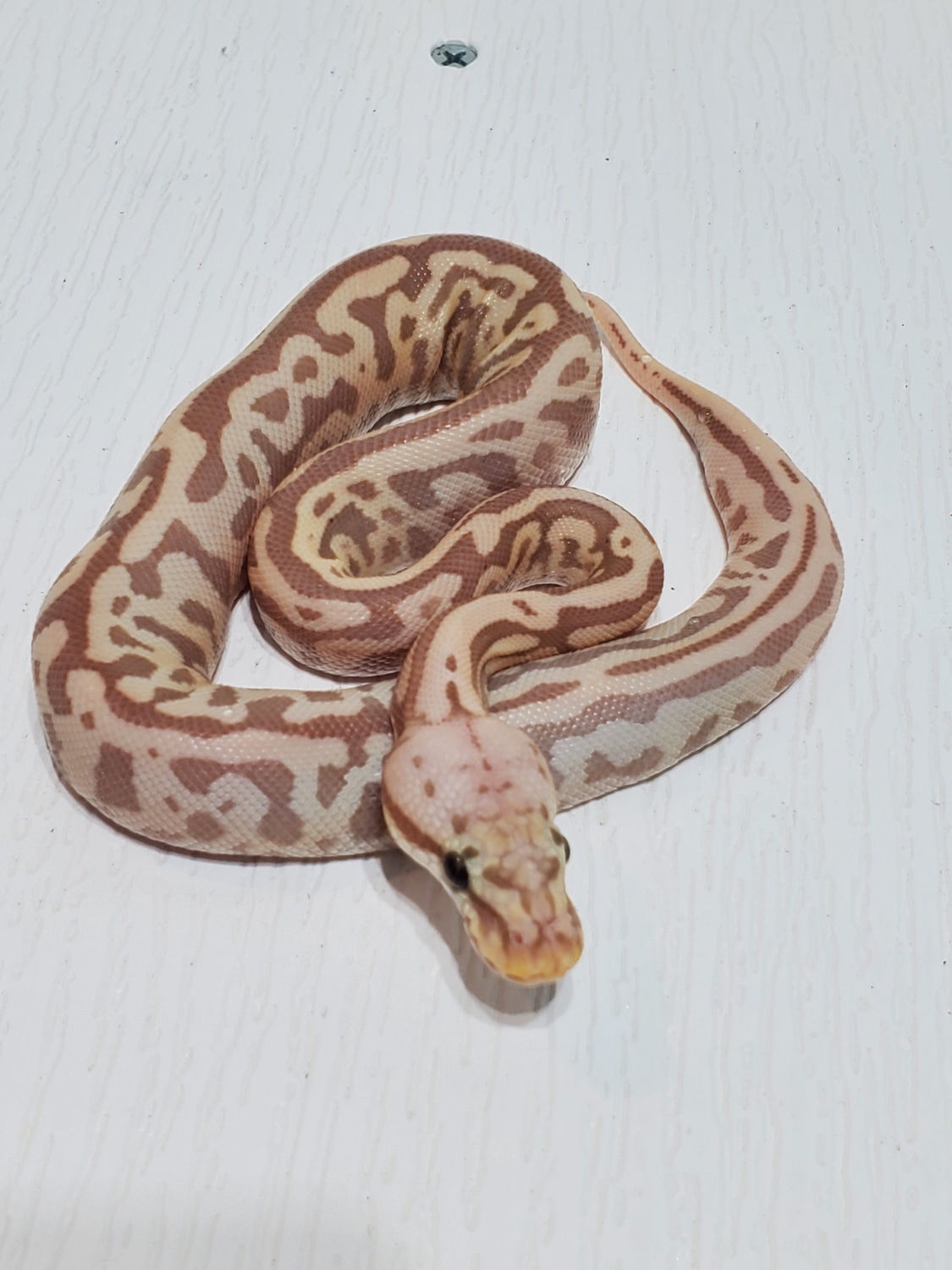 Super Pastel Leopard Banana Pos Spotnose 66% Het Clown Pos Het Pied ...