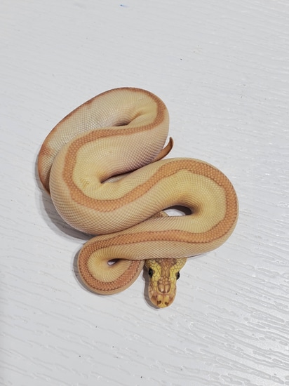 Butter Leopard Enchi Pos Pastel Clown Pos Het Pied Ball Python by Cool ...