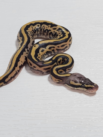 Special Yellowbelly Leopard Pastel 66% Het Hypo 50% Double Het Clown ...