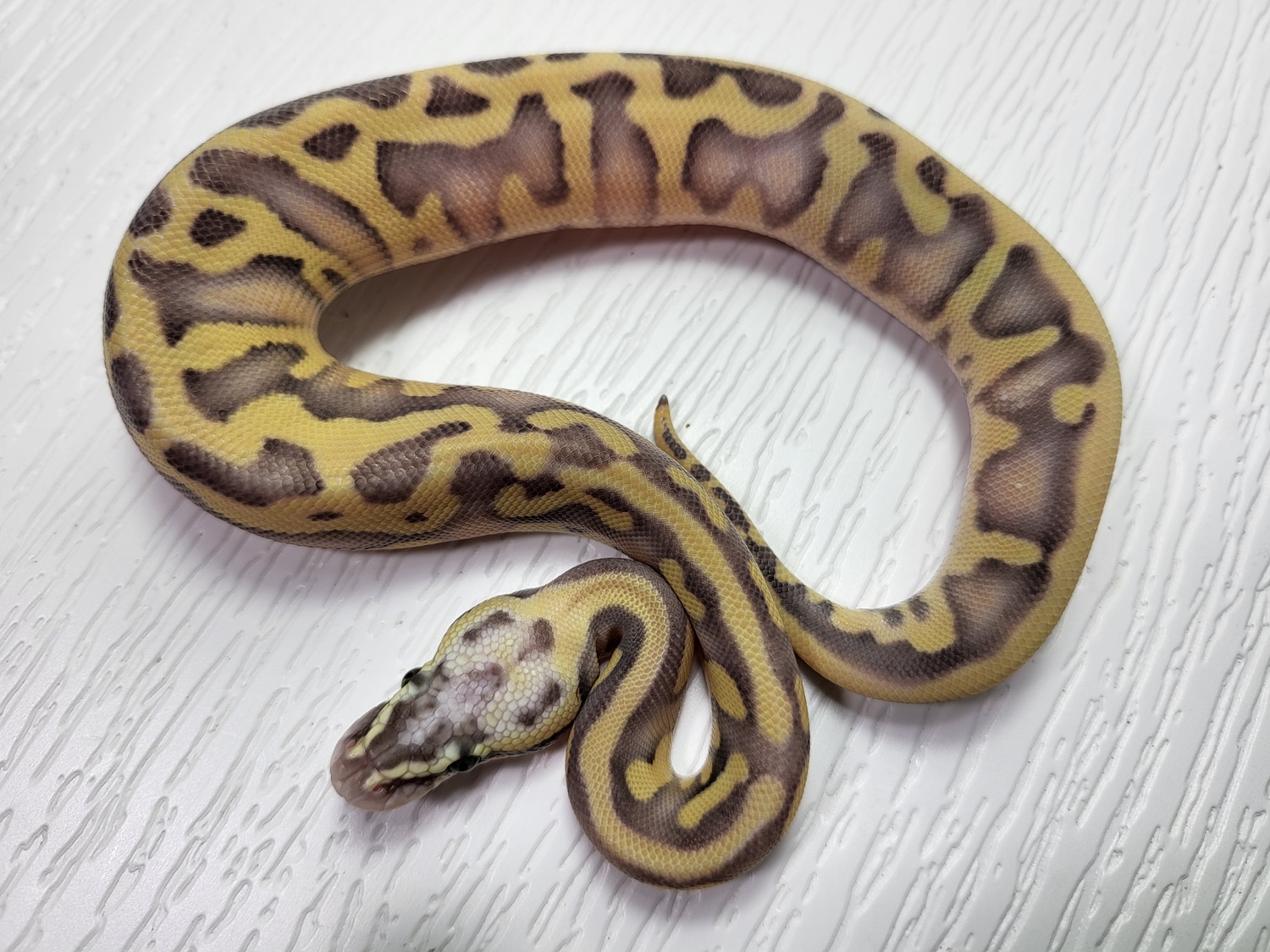 Pastel Leopard Butter Enchi 66% Het Clown Pos Het Pied Ball Python by ...