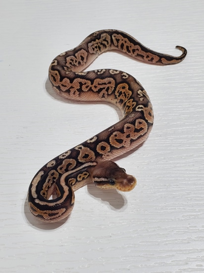 Pastel Black Pastel Yellowbelly Mystic Sugar Ball Python by Cool Moms ...