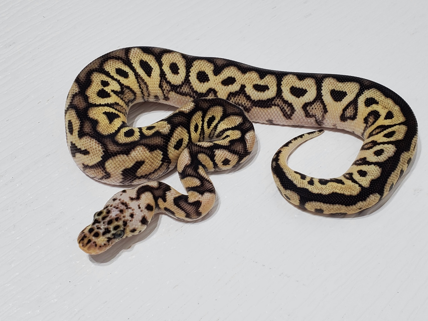Firefly Spotnose Clown Ball Python by Cool Moms Snake Co. - MorphMarket