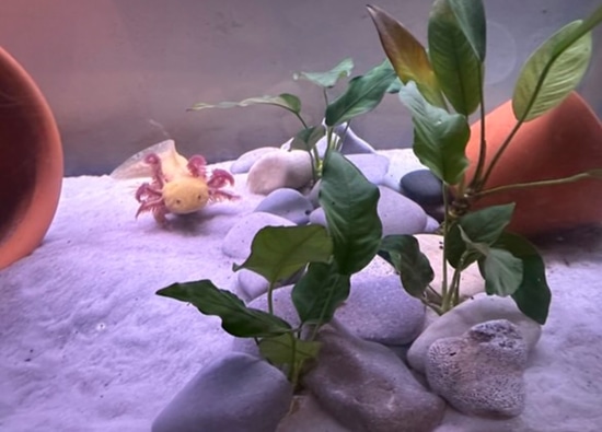 “Moldy Cheez-It” 9 Inch Axolotl by AxolAntixs