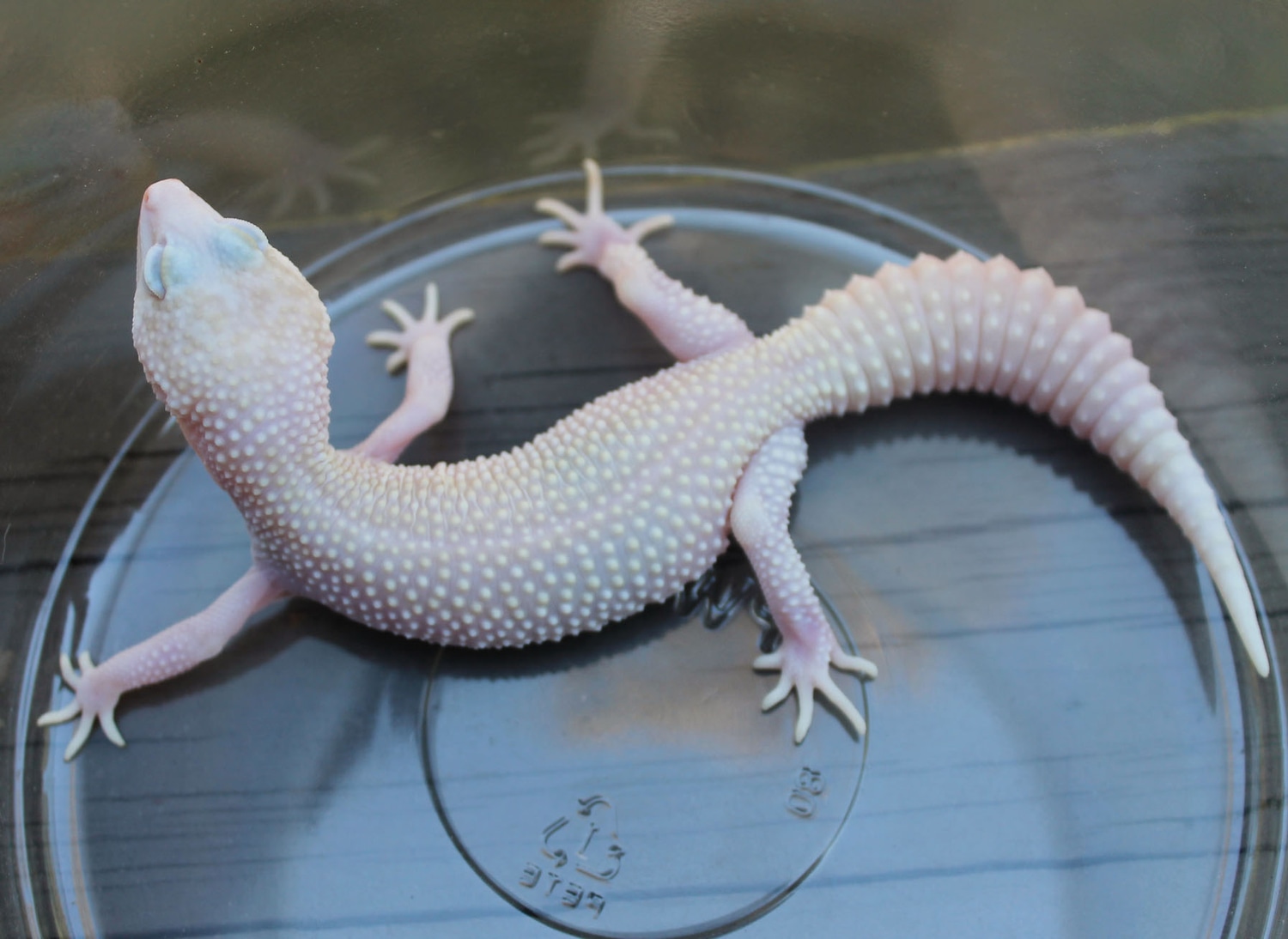 Super RAPTOR 66% Ph Blizzard Leopard Gecko by Lunation Geckos - MorphMarket