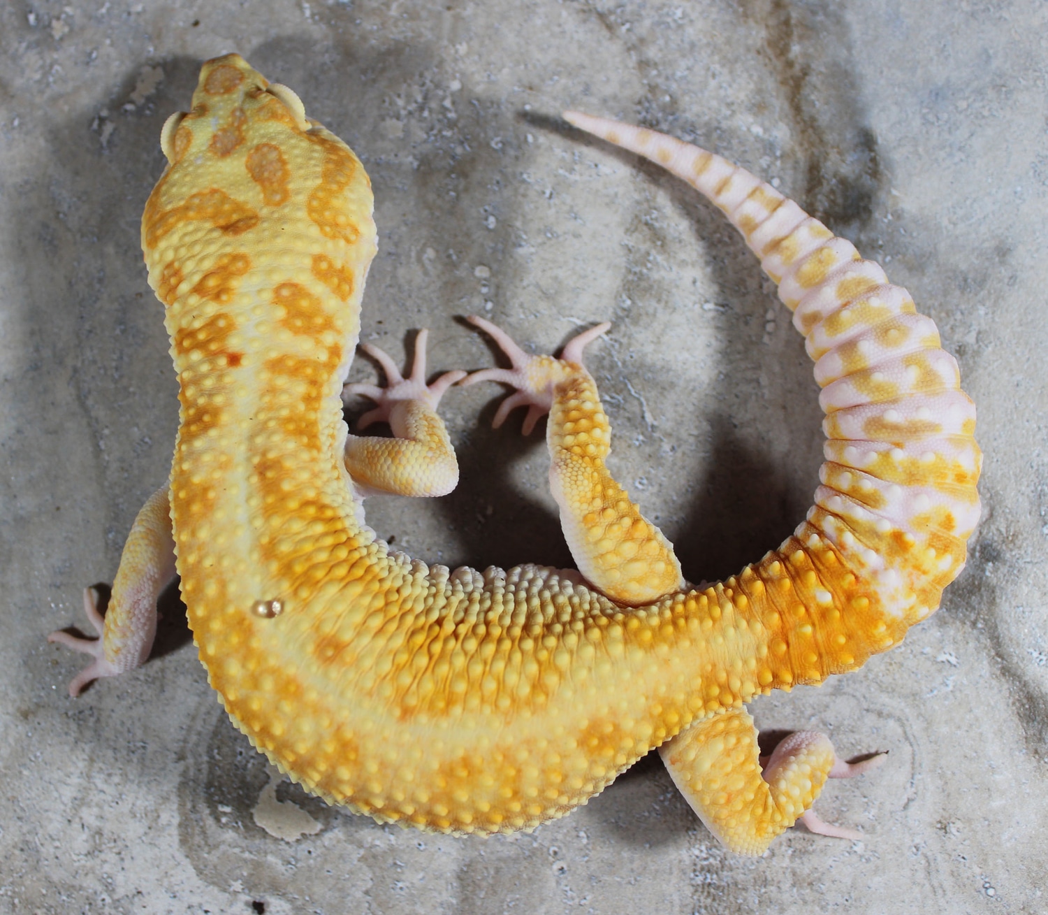 Giant W&Y Tremper Albino Het Eclipse Leopard Gecko by Lunation Geckos ...