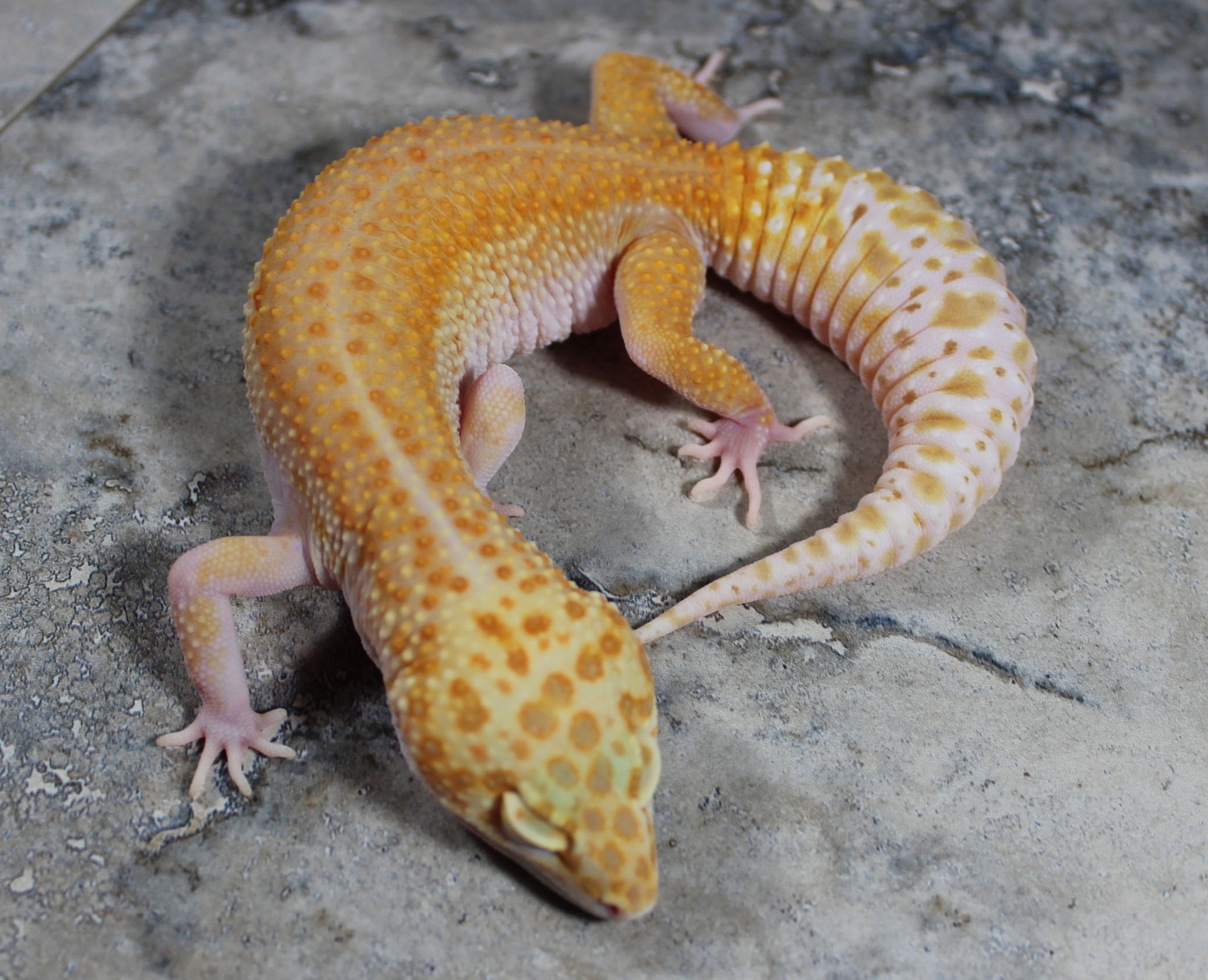 RAPTOR Leopard Gecko by Lunation Geckos - MorphMarket